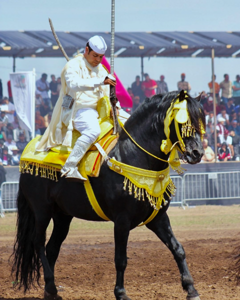 Moroccan Tbourida: UNESCO List & A Thrilling Equestrian Art